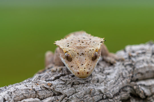 Wild-Animal bilder – Bläddra bland 3,156 stockfoton, vektorer och ...