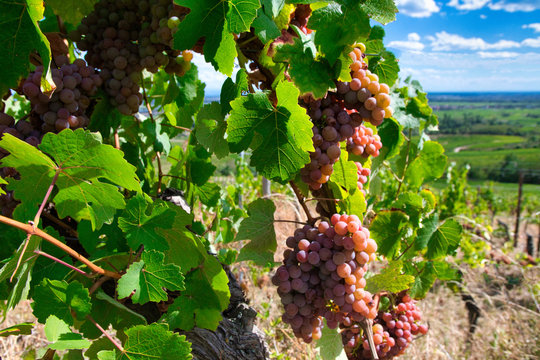 รูปภาพ"Winzer – เลือกดูภาพถ่ายสต็อก เวกเตอร์ และวิดีโอ20,731 | Adobe Stock