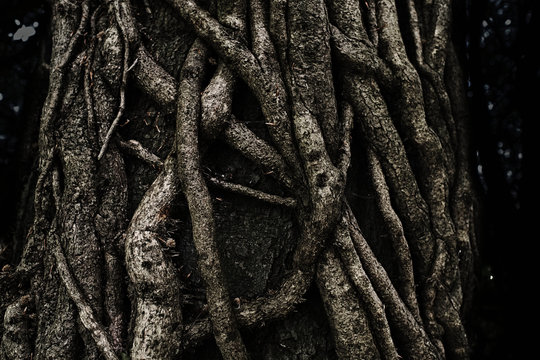 886 IMAGES, PHOTOS ET ILLUSTRATIONS VECTORIELLES STOCK APPROPRIÉES SUR ...