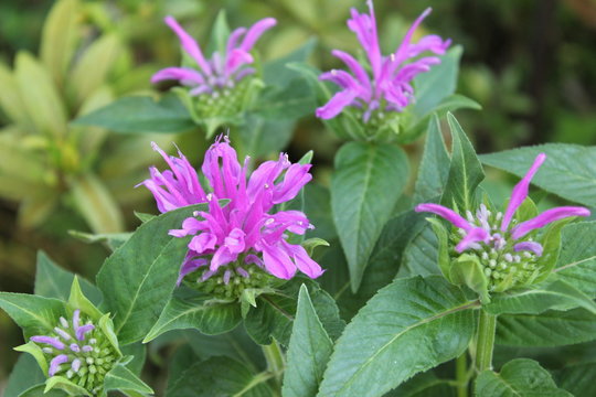 Monarda Images – Browse 2,477 Stock Photos, Vectors, and Video | Adobe ...
