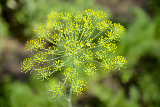 「Koperek」の写真素材 | 717件の無料イラスト画像 | Adobe Stock