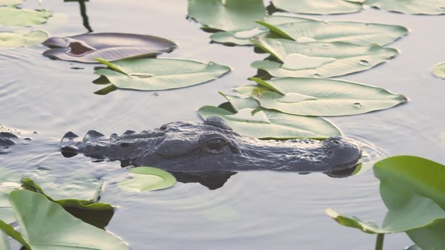 Gater 이미지 – 찾아보기 168 스톡 사진, 벡터 및 비디오 | Adobe Stock