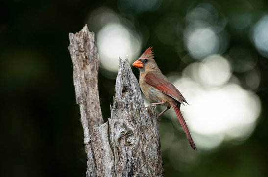"Female Cardinal" Images – Browse 286 Stock Photos, Vectors, and Video ...