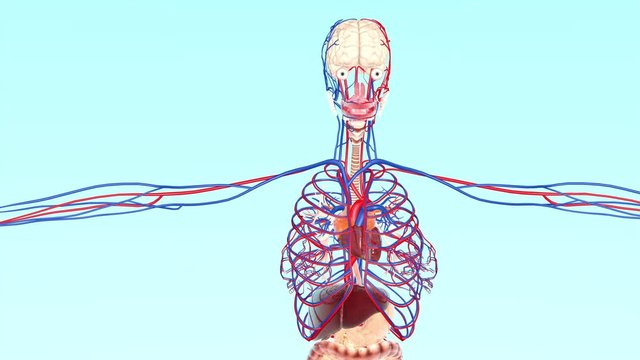 Blood Vessels Human Body