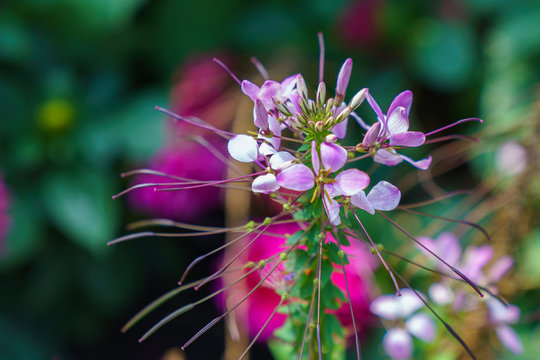 "Shallow Dof" Bilder – Durchsuchen 17,477 Archivfotos, Vektorgrafiken ...