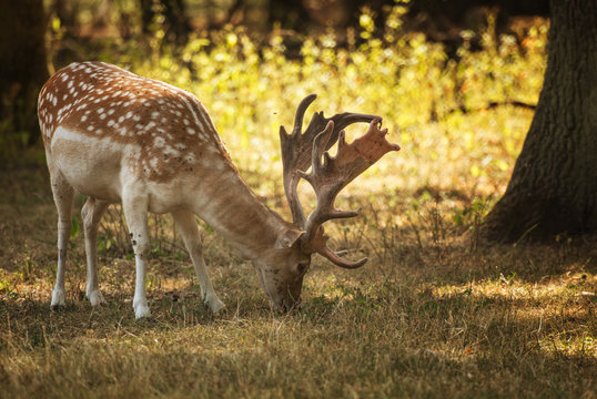 Damwild-Gehege Bilder – Durchsuchen 671 Archivfotos, Vektorgrafiken und ...