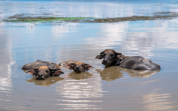「Carabeef」の画像 - 327 件の Stock 写真、ベクターおよびビデオ | Adobe Stock