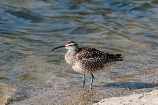Wimbrel Bilder – Durchsuchen 1,718 Archivfotos, Vektorgrafiken und ...
