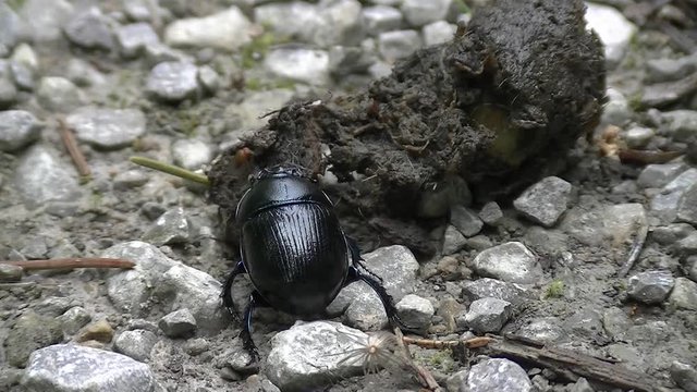 Bettle Images – Browse 626 Stock Photos, Vectors, and Video | Adobe Stock