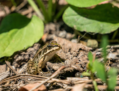 Hoptoad Bilder – Durchsuchen 551 Archivfotos, Vektorgrafiken und Videos ...