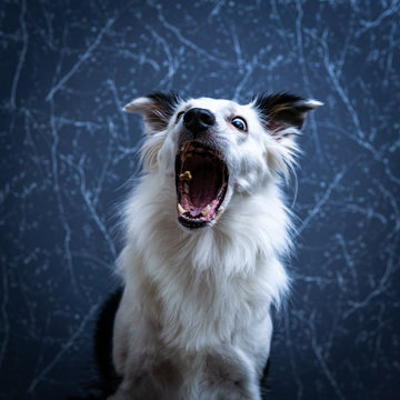 รูปภาพSchnappen – เลือกดูภาพถ่ายสต็อก เวกเตอร์ และวิดีโอ1,468 | Adobe Stock
