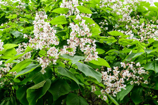 รูปภาพIndian-Bean-Tree – เลือกดูภาพถ่ายสต็อก เวกเตอร์ และวิดีโอ926 ...