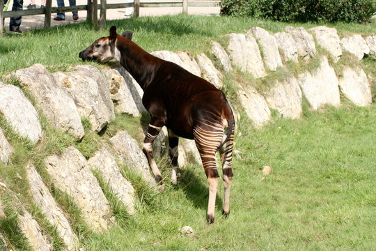 Mondonga Images – Browse 3 Stock Photos, Vectors, and Video | Adobe Stock