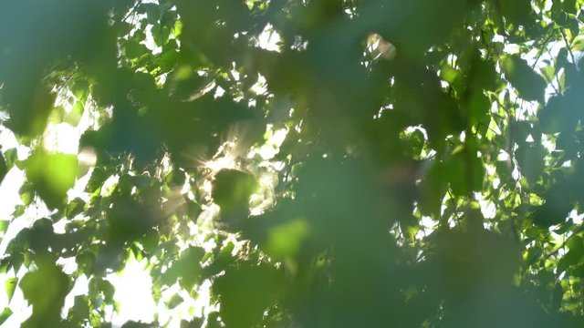 Boke Images – Browse 176,734 Stock Photos, Vectors, and Video | Adobe Stock