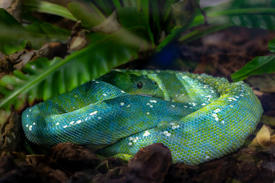 รูปภาพViperinae – เลือกดูภาพถ่ายสต็อก เวกเตอร์ และวิดีโอ2,406 | Adobe Stock