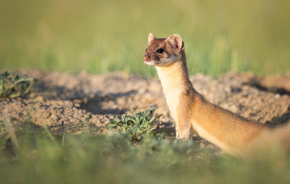 13,867 IMAGES, PHOTOS ET ILLUSTRATIONS VECTORIELLES STOCK APPROPRIÉES ...