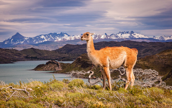 รูปภาพVicuna – เลือกดูภาพถ่ายสต็อก เวกเตอร์ และวิดีโอ8,275 | Adobe Stock
