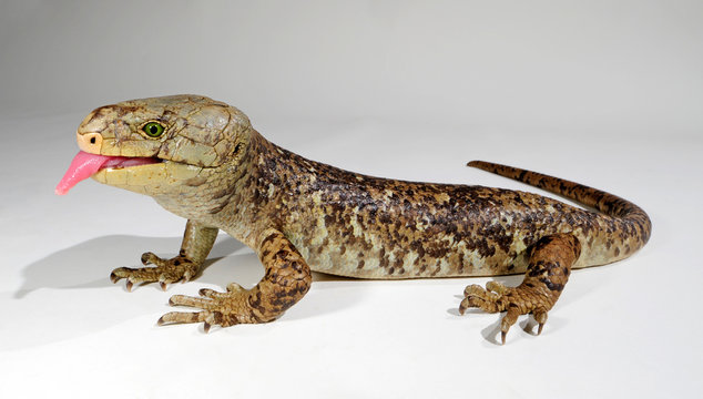 Skink Bilder – Durchsuchen 15,104 Archivfotos, Vektorgrafiken und ...