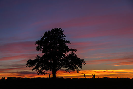 105 BEST Brachiate IMAGES, STOCK PHOTOS & VECTORS | Adobe Stock