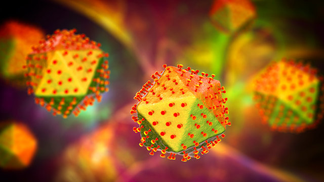 Asfarviridae - Images et vidéos libres de droits | Adobe Stock