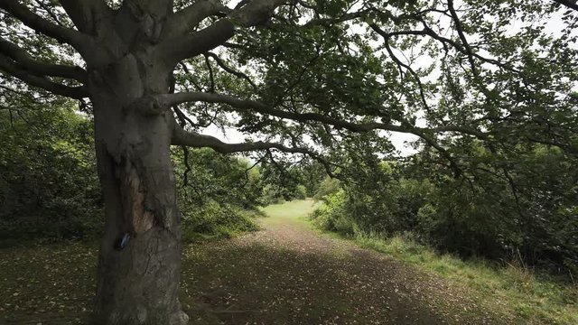 "Overhanging Branches" Bilder – Durchsuchen 78 Archivfotos ...