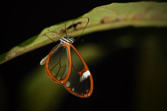 รูปภาพGlasswing – เลือกดูภาพถ่ายสต็อก เวกเตอร์ และวิดีโอ1,021 | Adobe Stock