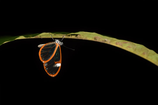 รูปภาพGlasswing – เลือกดูภาพถ่ายสต็อก เวกเตอร์ และวิดีโอ1,021 | Adobe Stock