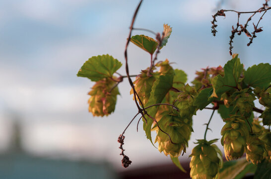 「Hop-Plant」の写真素材 | 486件の無料イラスト画像 | Adobe Stock