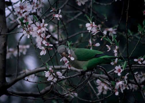 Invasora Images – Browse 225 Stock Photos, Vectors, and Video | Adobe Stock