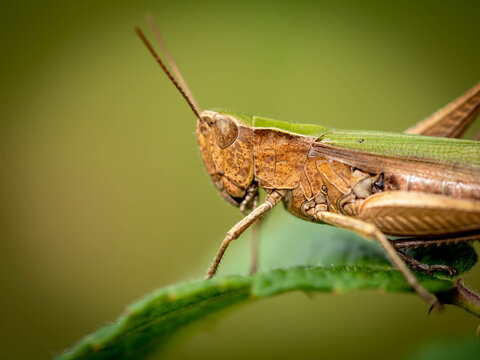 Imagens de Gregario – Explore Fotografias do Stock, Vetores e Vídeos de ...