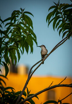 รูปภาพCharrasca – เลือกดูภาพถ่ายสต็อก เวกเตอร์ และวิดีโอ6 | Adobe Stock