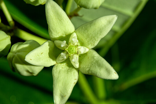 55 BEST Pharming IMAGES, STOCK PHOTOS & VECTORS | Adobe Stock