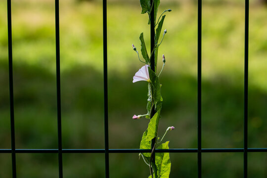 Entwined Images – Browse 12,629 Stock Photos, Vectors, and Video ...