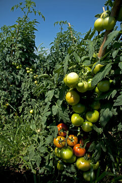 รูปภาพPenca – เลือกดูภาพถ่ายสต็อก เวกเตอร์ และวิดีโอ740 | Adobe Stock