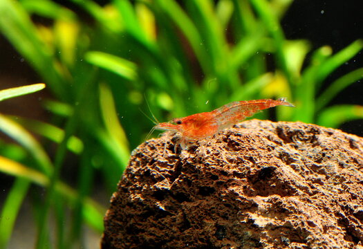 「Kanc」の画像 - 205 件の Stock 写真、ベクターおよびビデオ | Adobe Stock