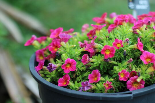 "Schöne Blumen" Images – Browse 313 Stock Photos, Vectors, and Video ...