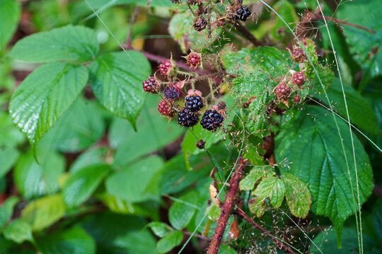 「Himbeer-Strauch」の写真素材 | 289件の無料イラスト画像 | Adobe Stock