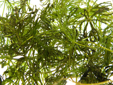 รูปภาพWolffia – เลือกดูภาพถ่ายสต็อก เวกเตอร์ และวิดีโอ266 | Adobe Stock