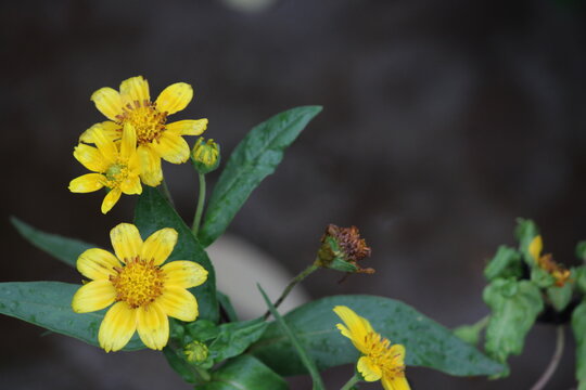 「Ramtil」の画像 - 443 件の Stock 写真、ベクターおよびビデオ | Adobe Stock