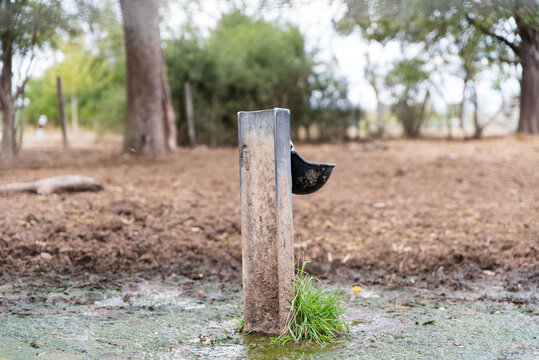 "Cattle Trough" Images – Browse 43 Stock Photos, Vectors, and Video ...