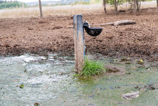 "Cattle Trough" Images – Browse 43 Stock Photos, Vectors, and Video ...
