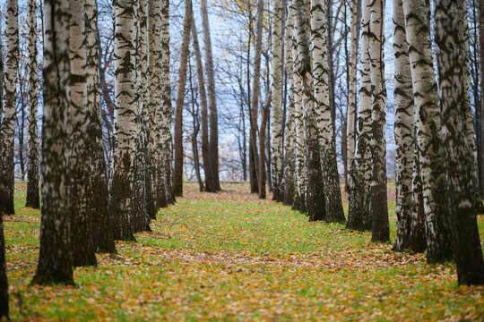 รูปภาพDendrophilia – เลือกดูภาพถ่ายสต็อก เวกเตอร์ และวิดีโอ93 | Adobe Stock
