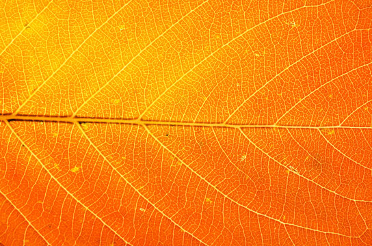 "Transparent Leaf" Images – Browse 130 Stock Photos, Vectors, and Video ...