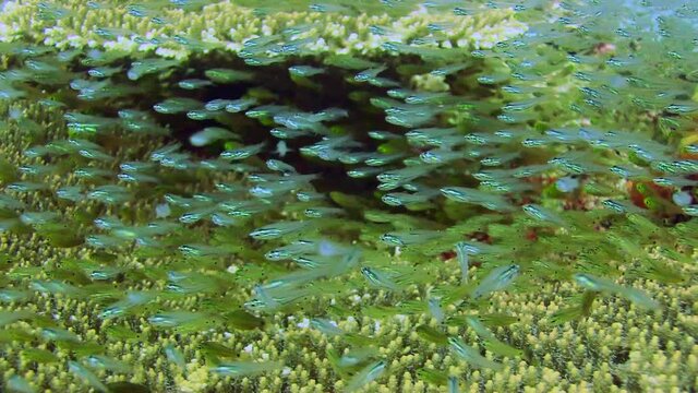 Glassfish Images – Browse 1,484 Stock Photos, Vectors, and Video ...