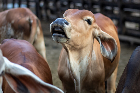 Novillo Images – Browse 554 Stock Photos, Vectors, and Video | Adobe Stock