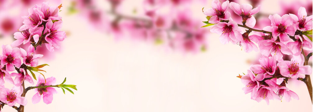 325 BEST Cherry Blossom Corner Border IMAGES, STOCK PHOTOS & VECTORS ...