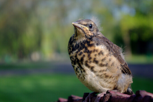 Drozd Bilder – Durchsuchen 620 Archivfotos, Vektorgrafiken und Videos ...