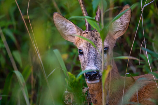 Rehaugen Bilder – Durchsuchen 4,284 Archivfotos, Vektorgrafiken und ...
