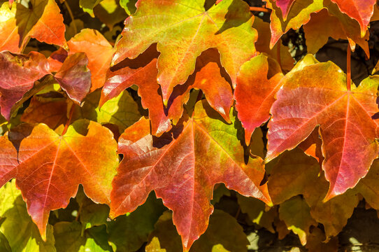 Vici Bilder – Durchsuchen 124 Archivfotos, Vektorgrafiken und Videos | Adobe Stock