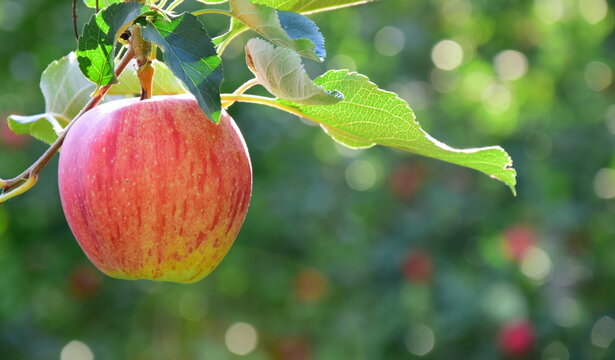 Obstgarten bilder – Bläddra bland 6,054 stockfoton, vektorer och videor ...
